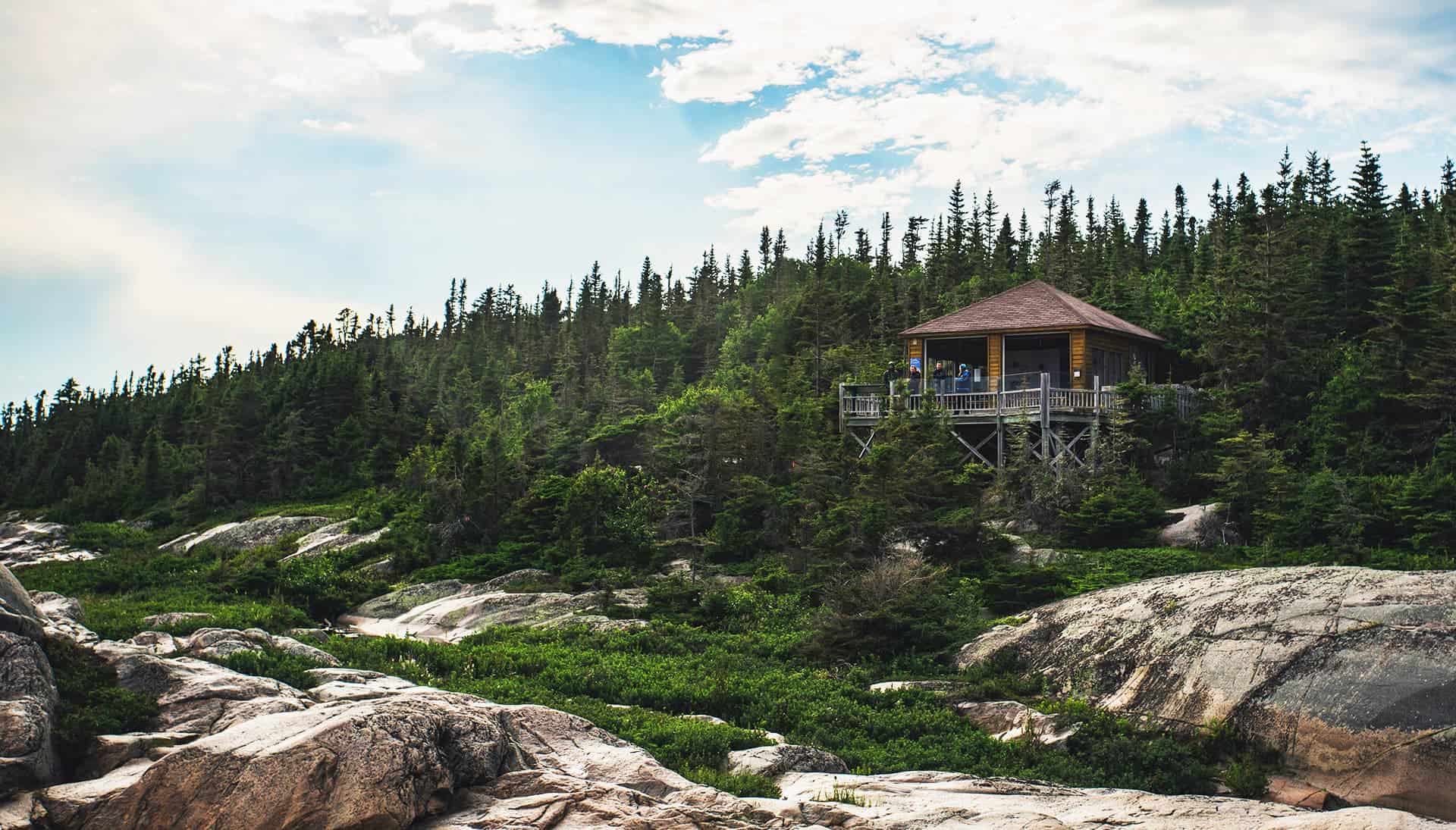 What to Do When a Tree Grows Too Close to Your Home - Daventry Tree ...